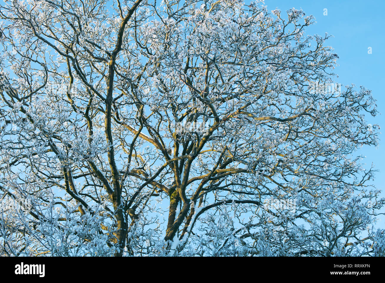 Frosted oak tree in the winter sunrise light. Wiltshire, England Stock ...
