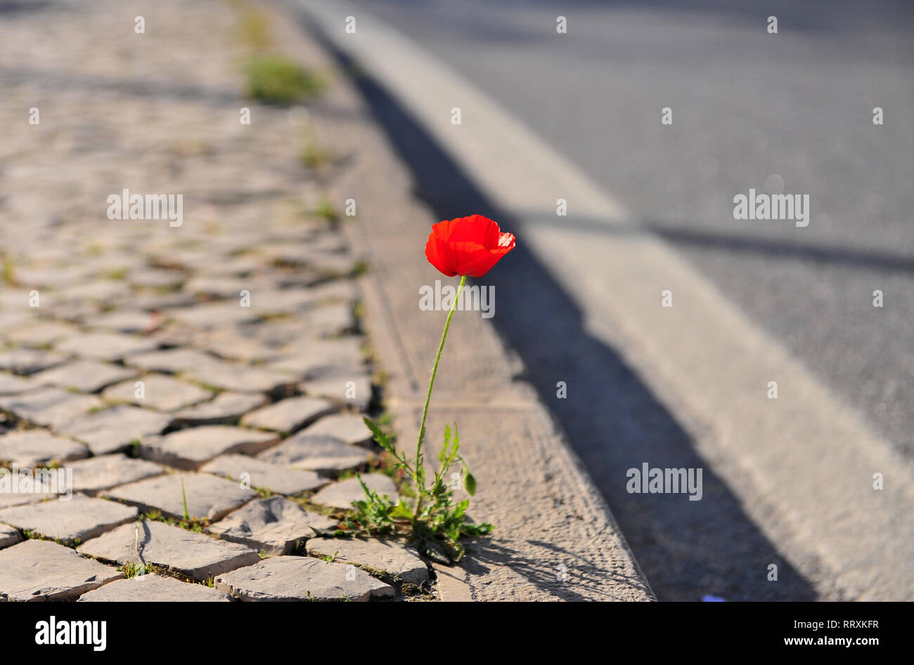 Poppy flower with highway on background Stock Photo - Alamy