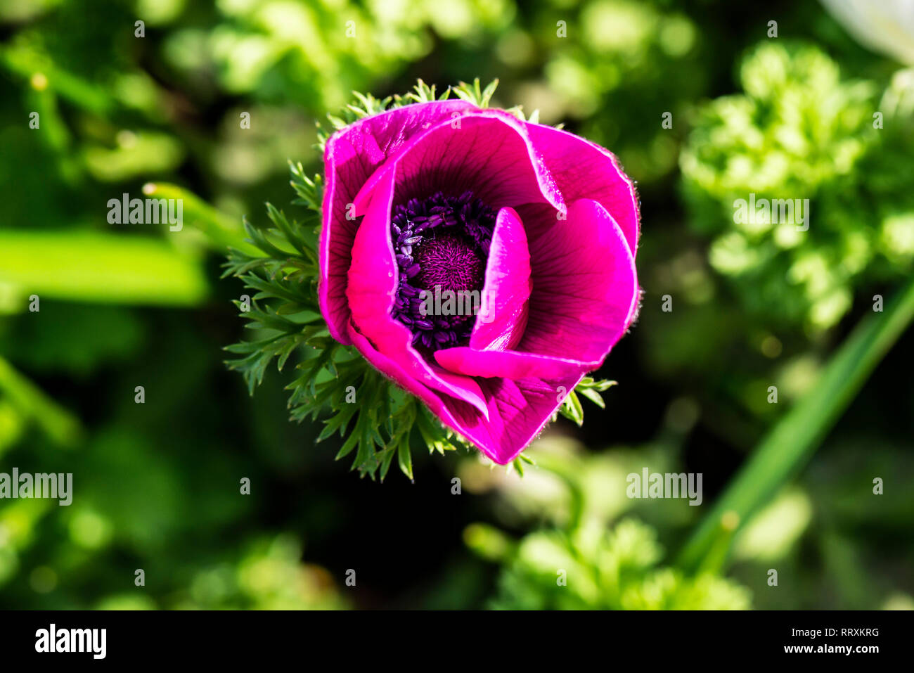 A pink anemone flower Stock Photo - Alamy