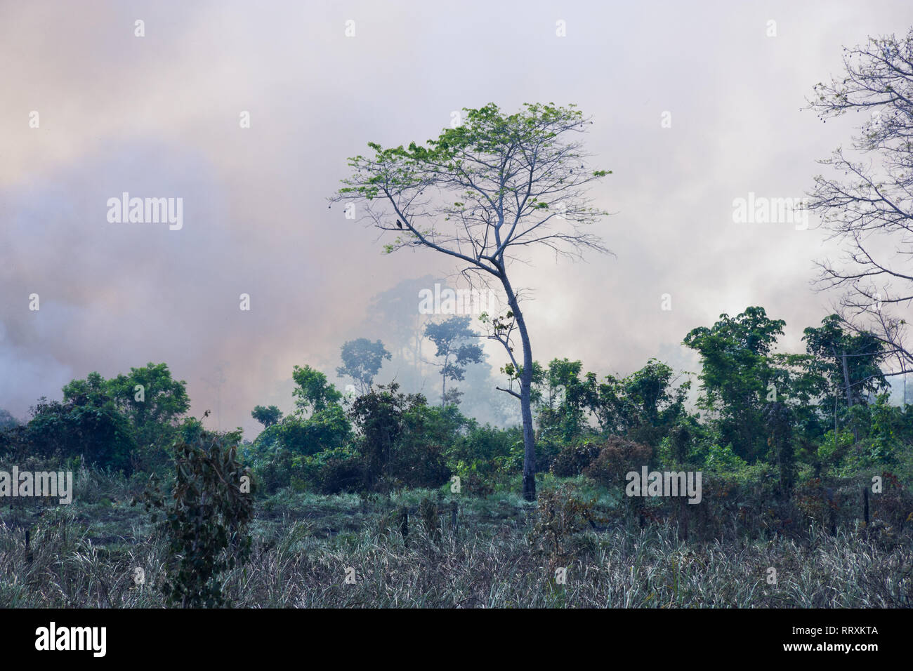 Rainforest destruction amazon hi-res stock photography and images - Alamy