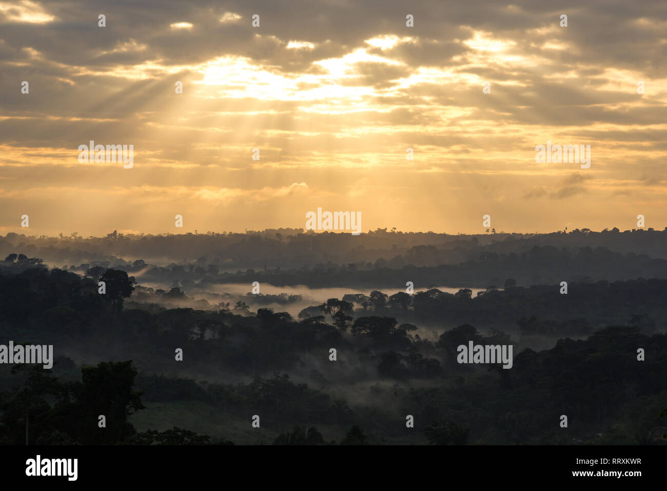 Sunrise view of Amazon Rainforest in Brazil Stock Photo - Alamy