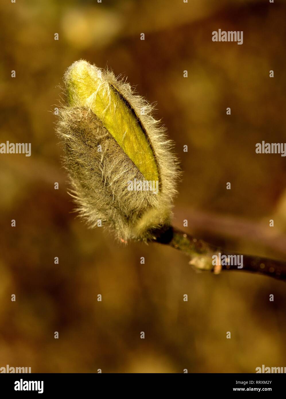 Magnolia ians red hi-res stock photography and images - Alamy