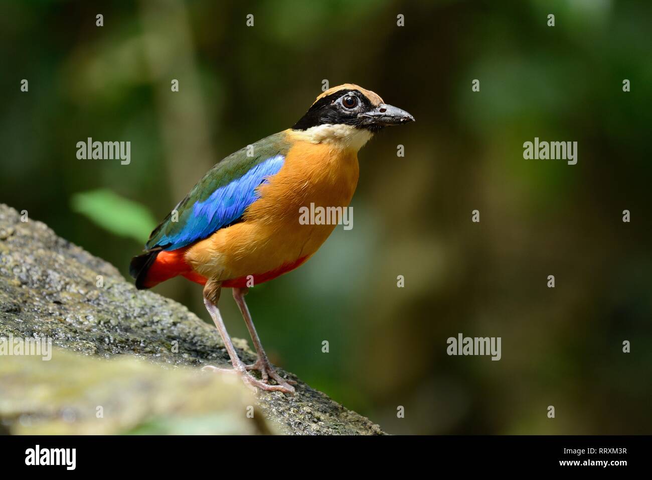 beautiful Blue-winged Pitta(Pitta moluccensis) in Thai forest Stock ...