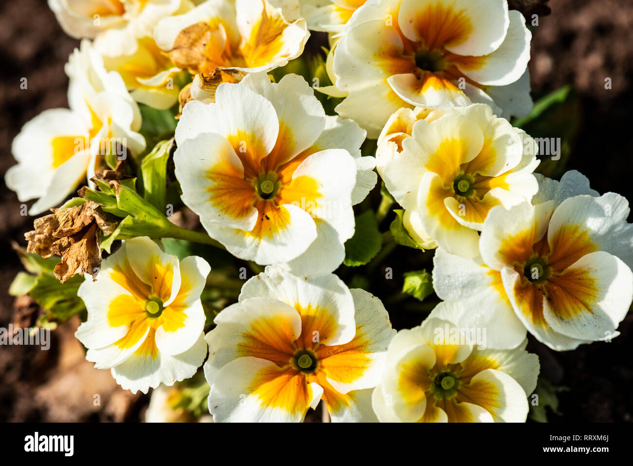 A primrose (primula) with pale yellow flowers with orange centres Stock ...
