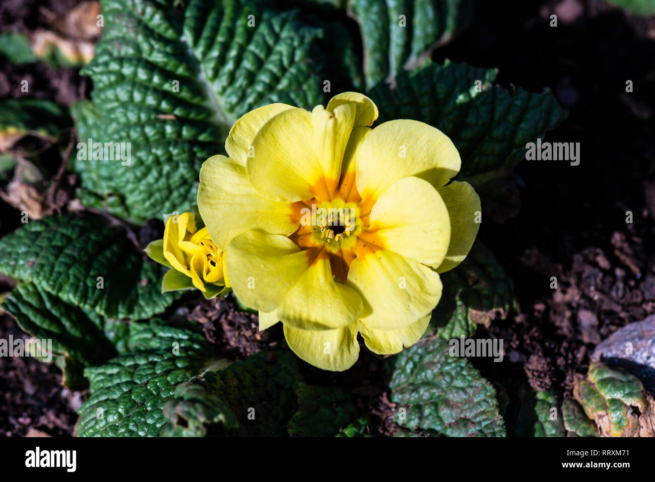 A primrose (primula) with yellow flowers with orange centres Stock ...