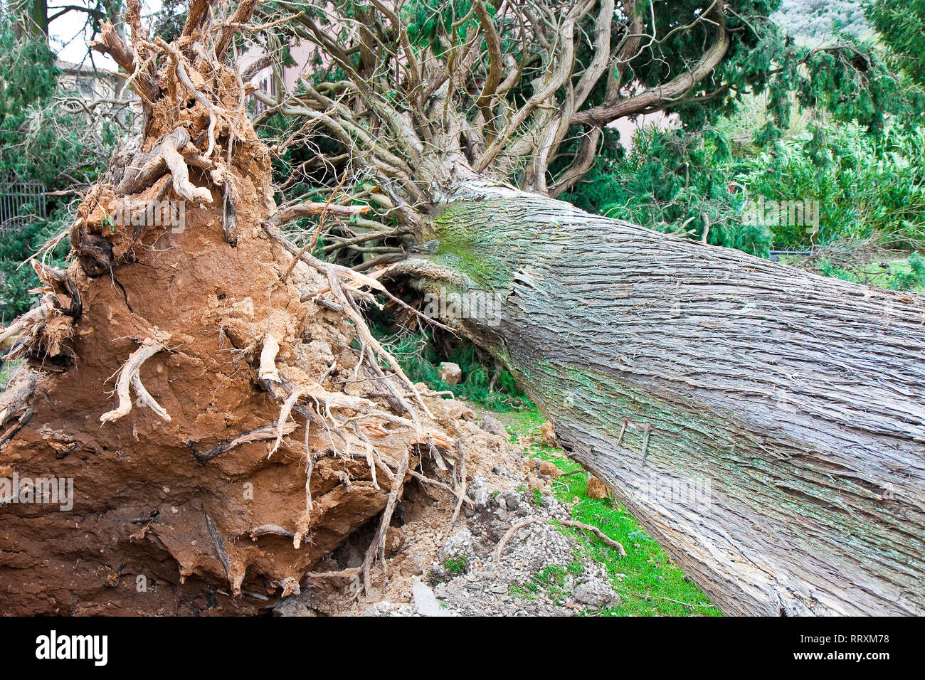 Cypress tree fallen after a wind storm Stock Photo - Alamy