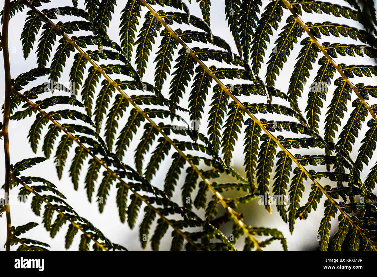 A close up of a tree fern frond Stock Photo - Alamy