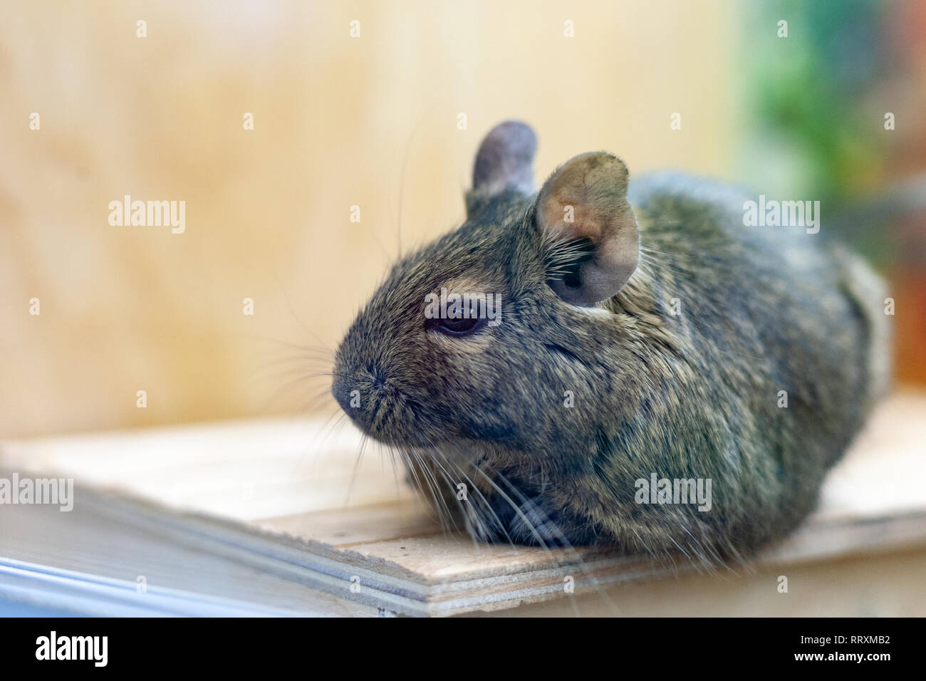 One common degu hi-res stock photography and images - Alamy
