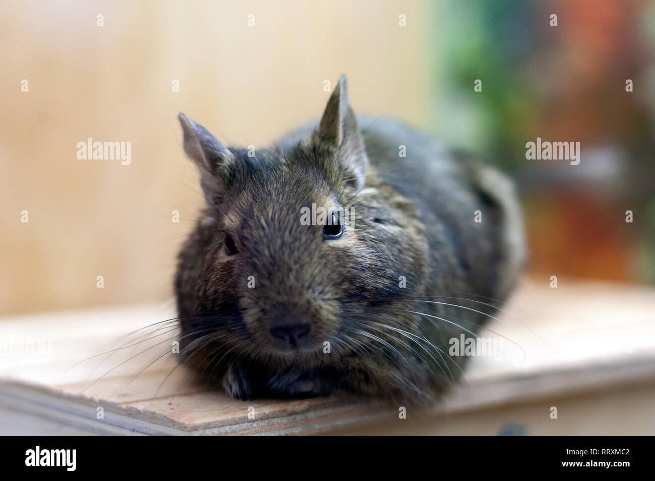 Common degu hi-res stock photography and images - Alamy