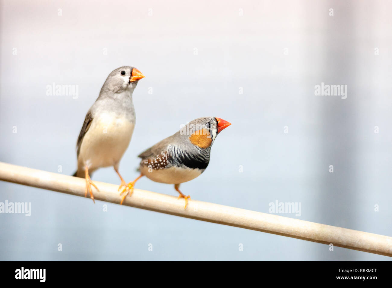 Lovely finch hi-res stock photography and images - Alamy