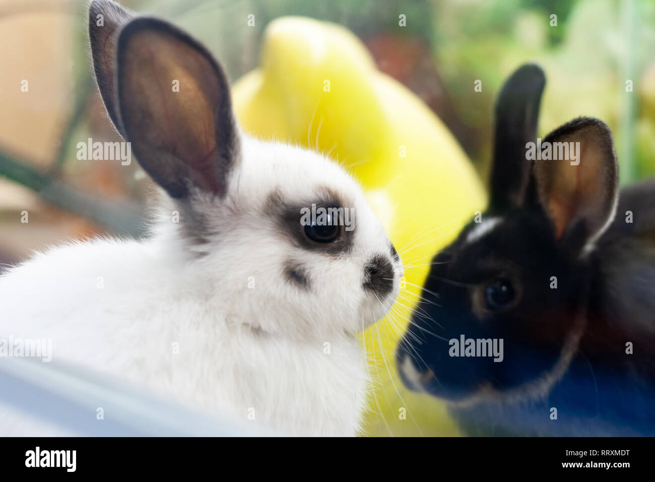 Two adorable black white rabbits hi-res stock photography and images ...