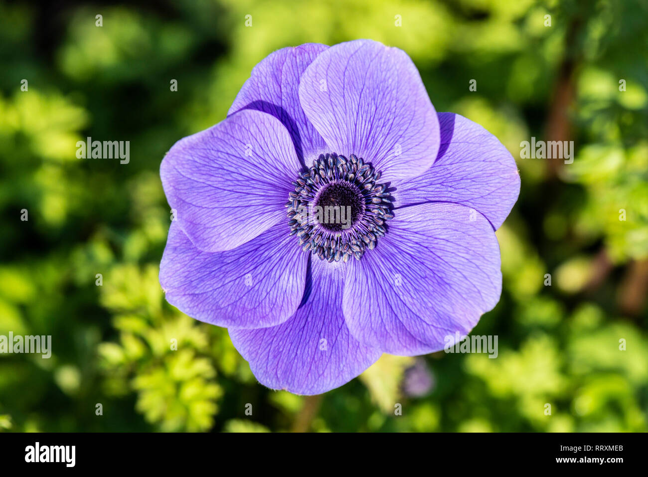 A purple anemone flower Stock Photo - Alamy