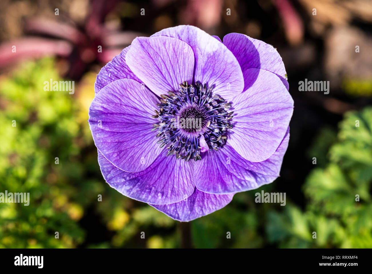 A purple anemone flower Stock Photo - Alamy