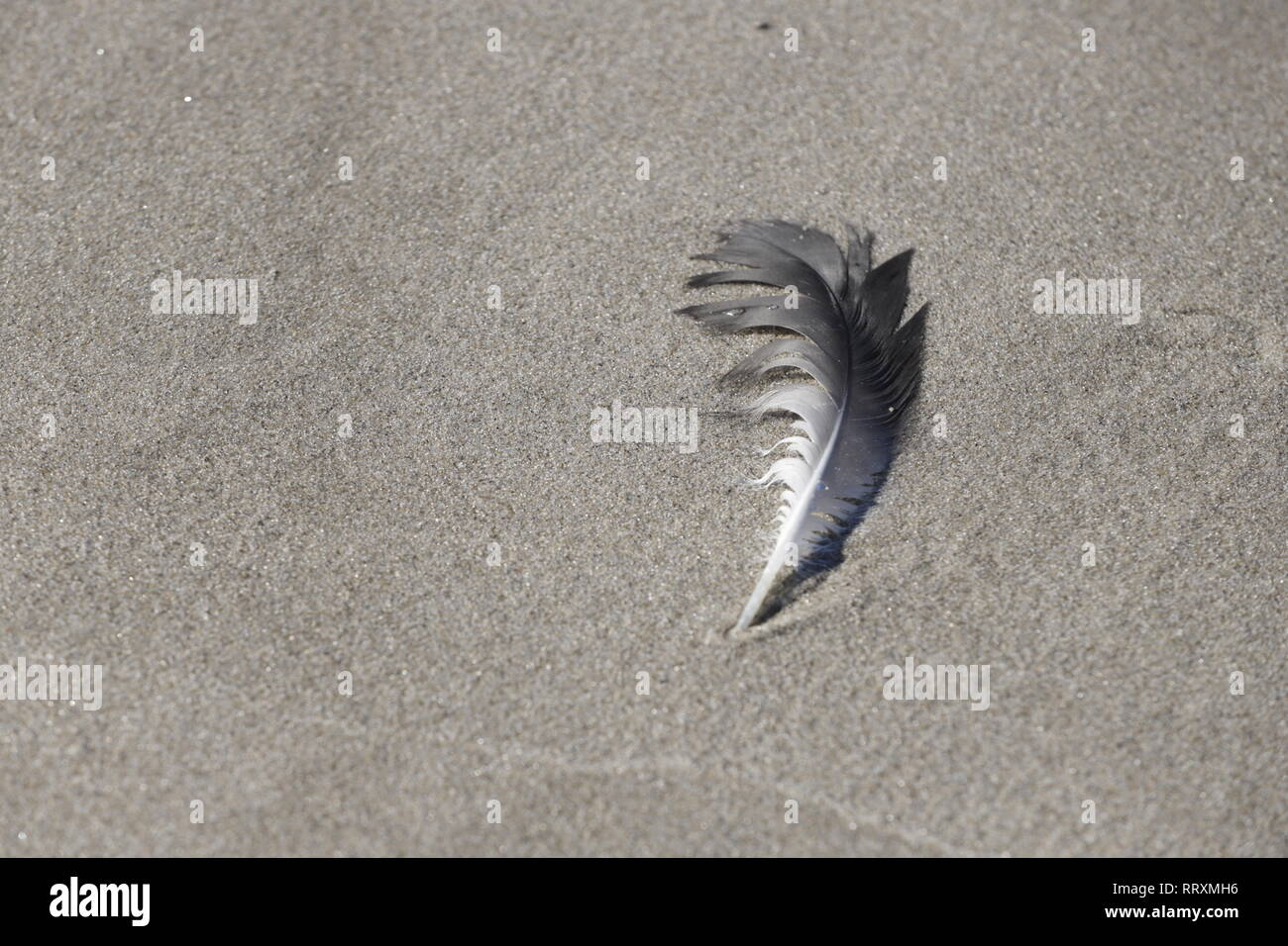 A feather in the sand of the beach Stock Photo - Alamy