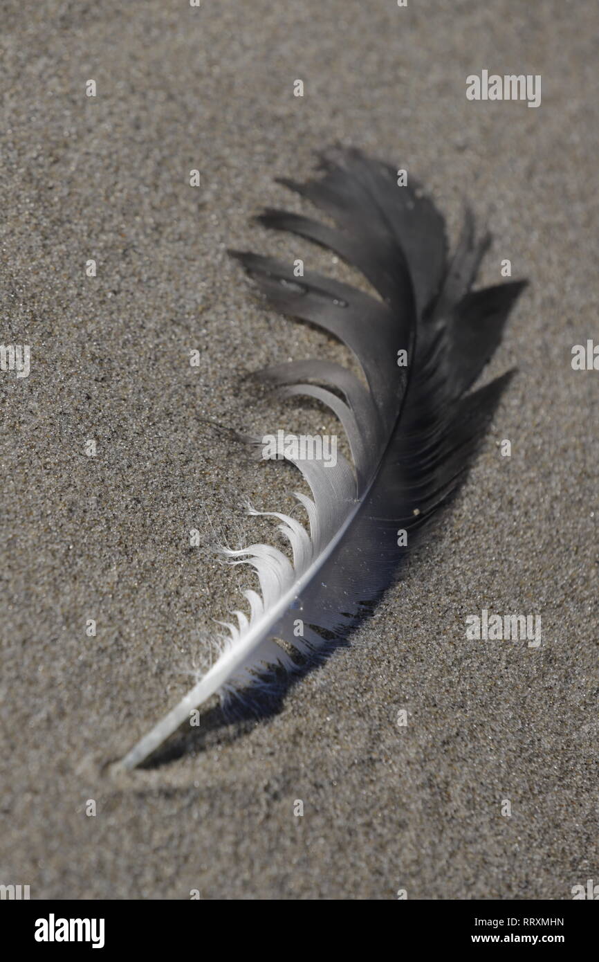 A feather in the sand of the beach Stock Photo - Alamy