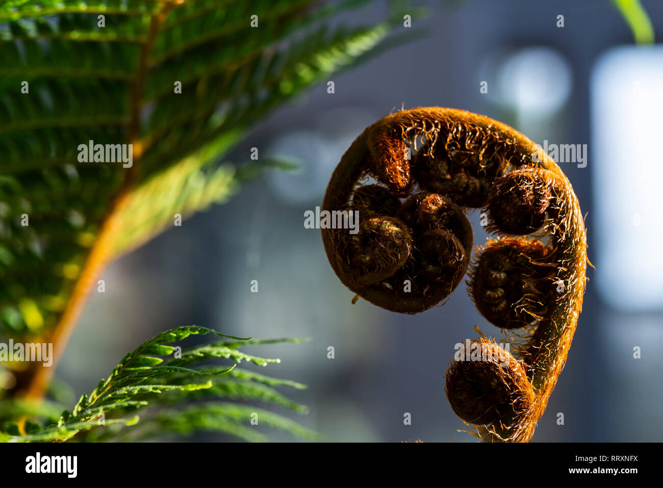 The frond of a tree fern grown indoors unfurling Stock Photo - Alamy