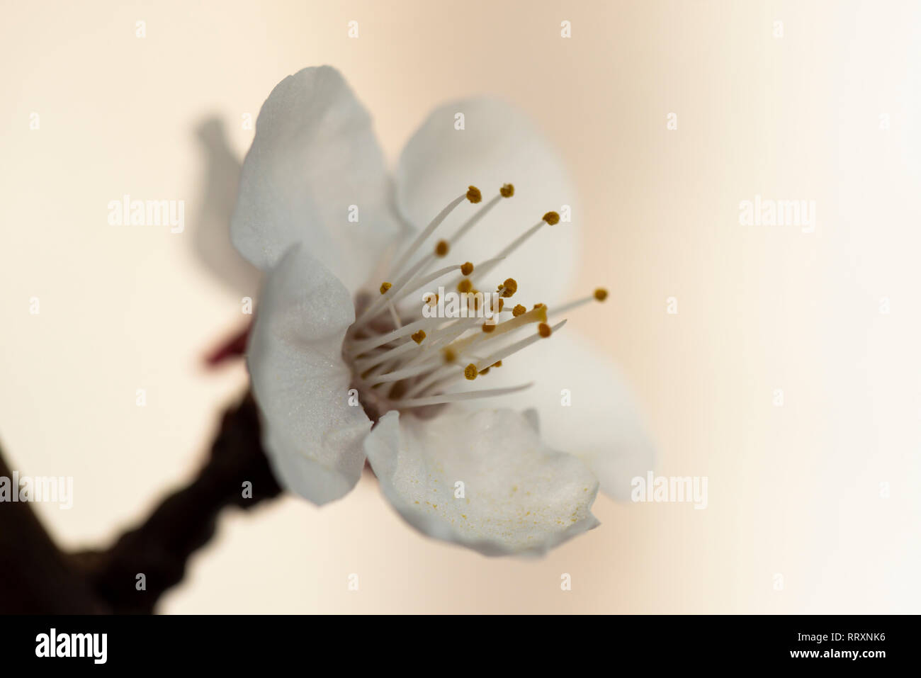 The flower of a 'Tomcot' apricot (Prunus armeniaca 'Tomcot') grown a ...