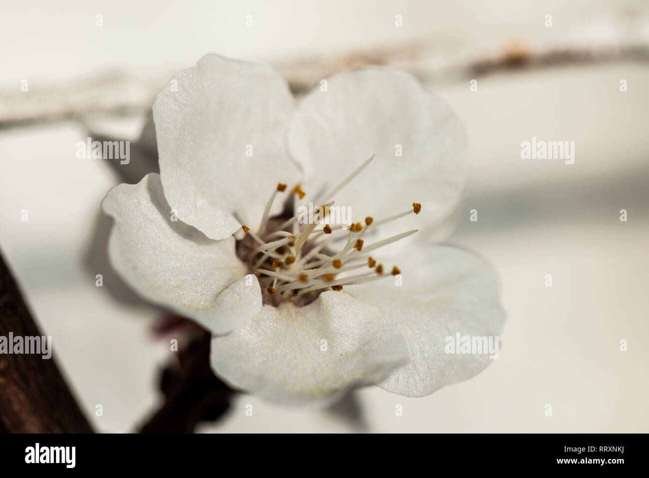 The flower of a 'Tomcot' apricot (Prunus armeniaca 'Tomcot') grown a ...
