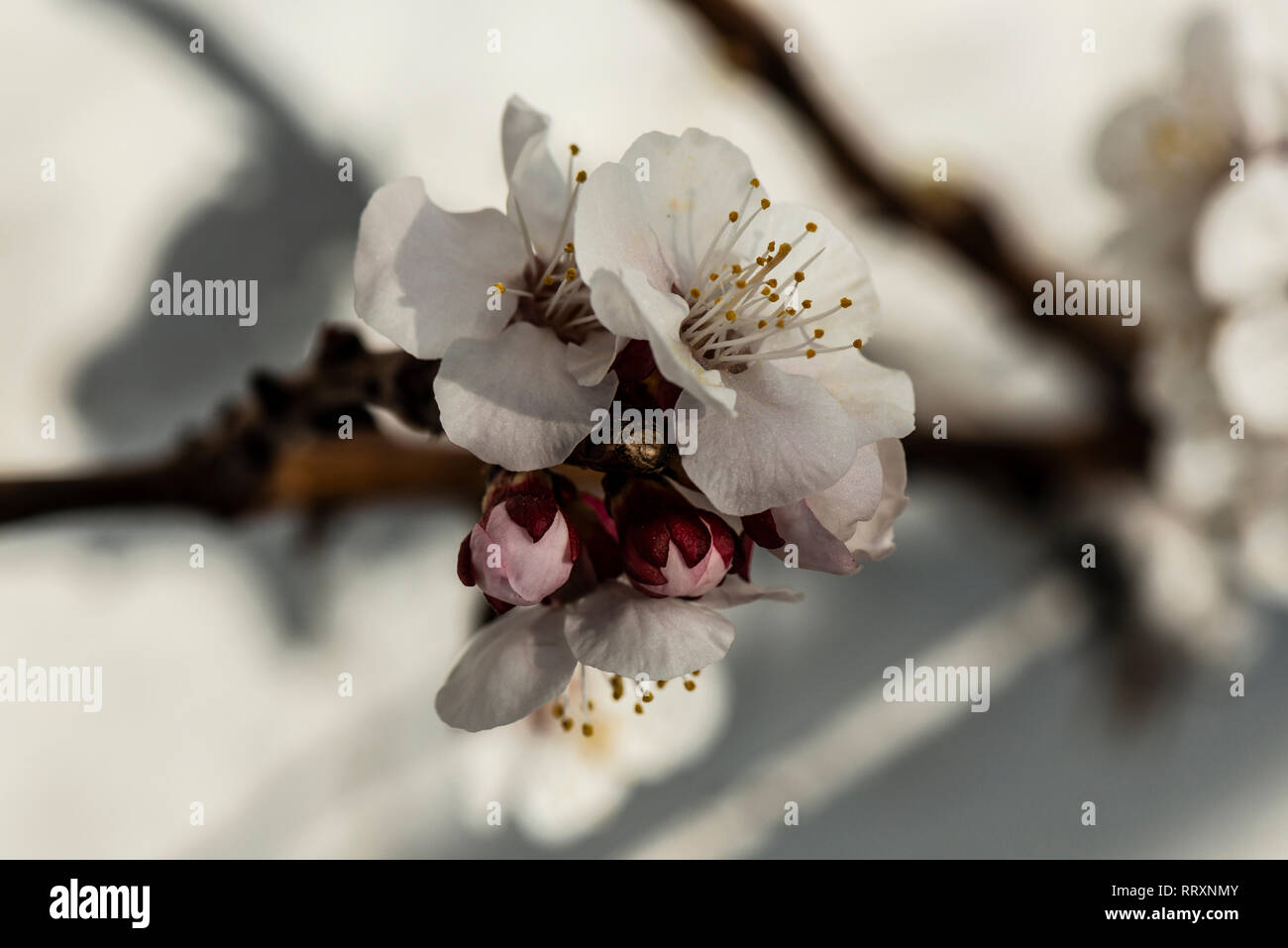 The flowers of a 'Tomcot' apricot (Prunus armeniaca 'Tomcot') grown a ...
