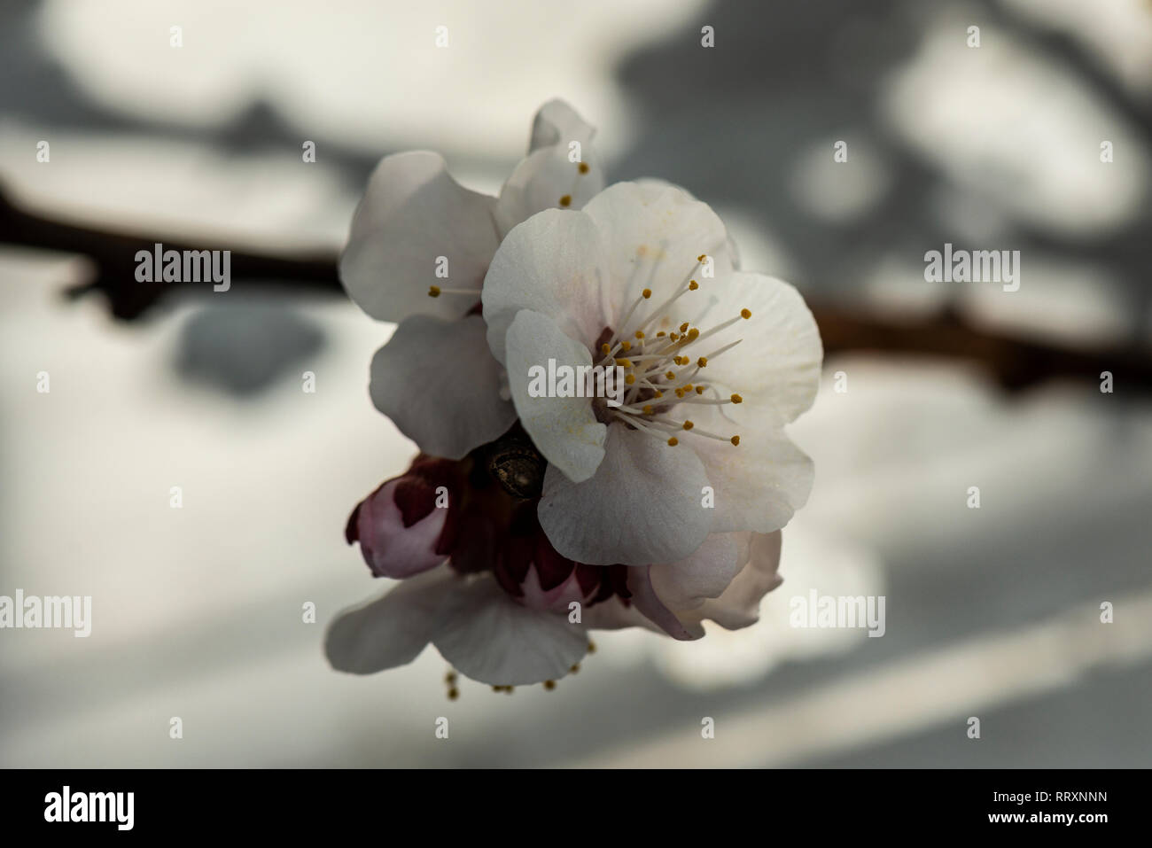 The flowers of a 'Tomcot' apricot (Prunus armeniaca 'Tomcot') grown a ...