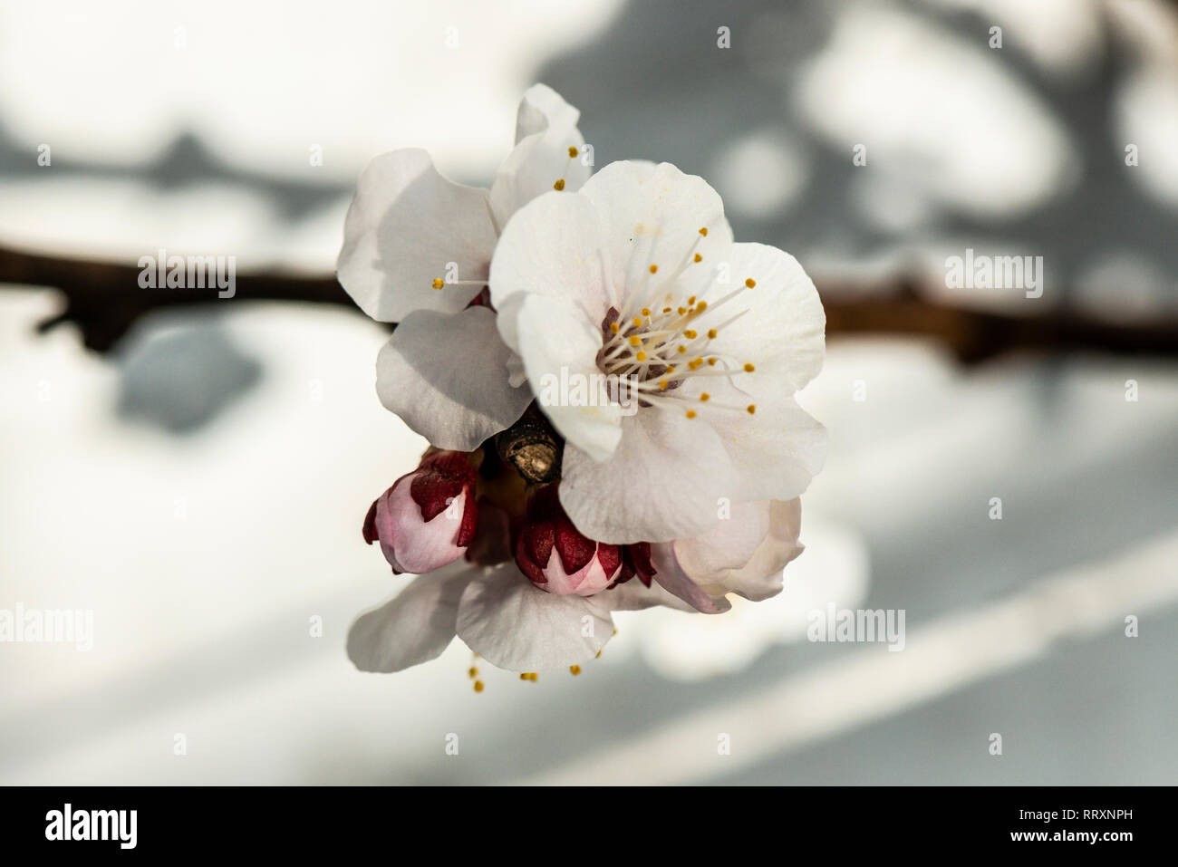 The flowers of a 'Tomcot' apricot (Prunus armeniaca 'Tomcot') grown a ...