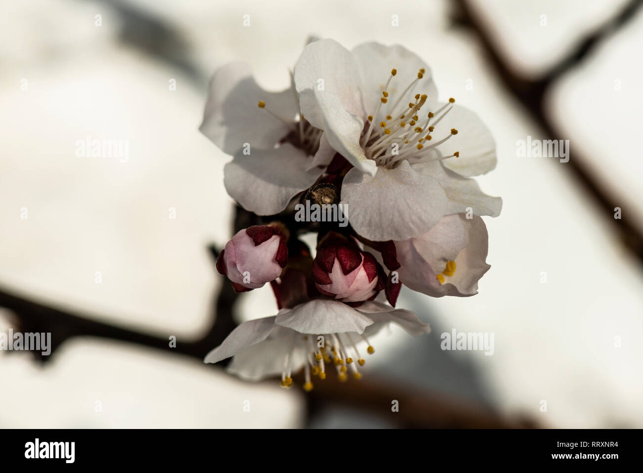 The flowers of a 'Tomcot' apricot (Prunus armeniaca 'Tomcot') grown a ...