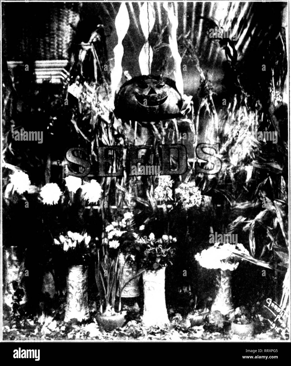 Three large red roses Black and White Stock Photos & Images - Alamy