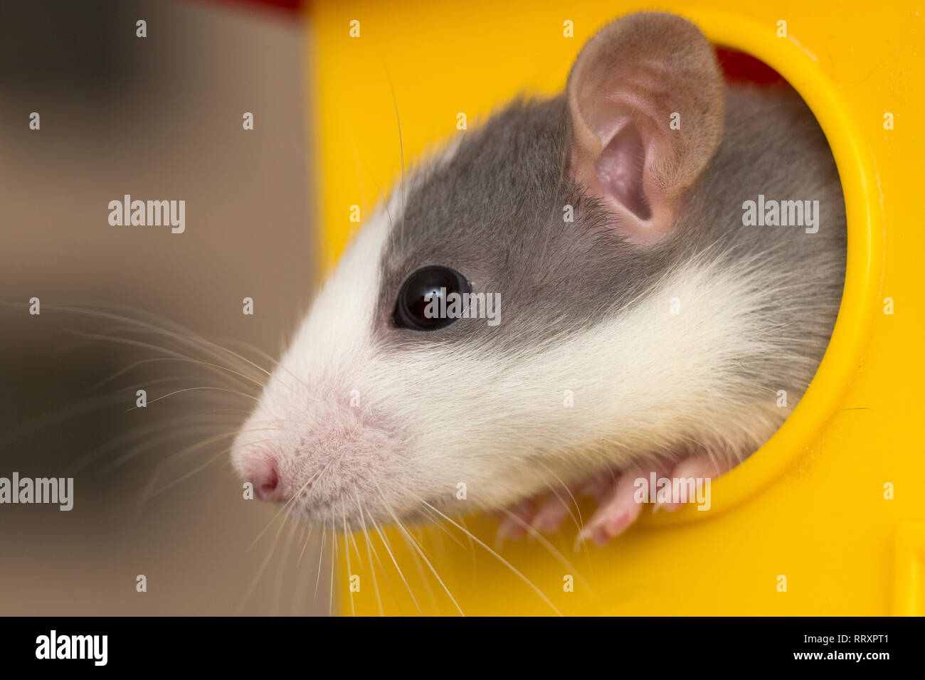 Tamed mouse hi-res stock photography and images - Alamy