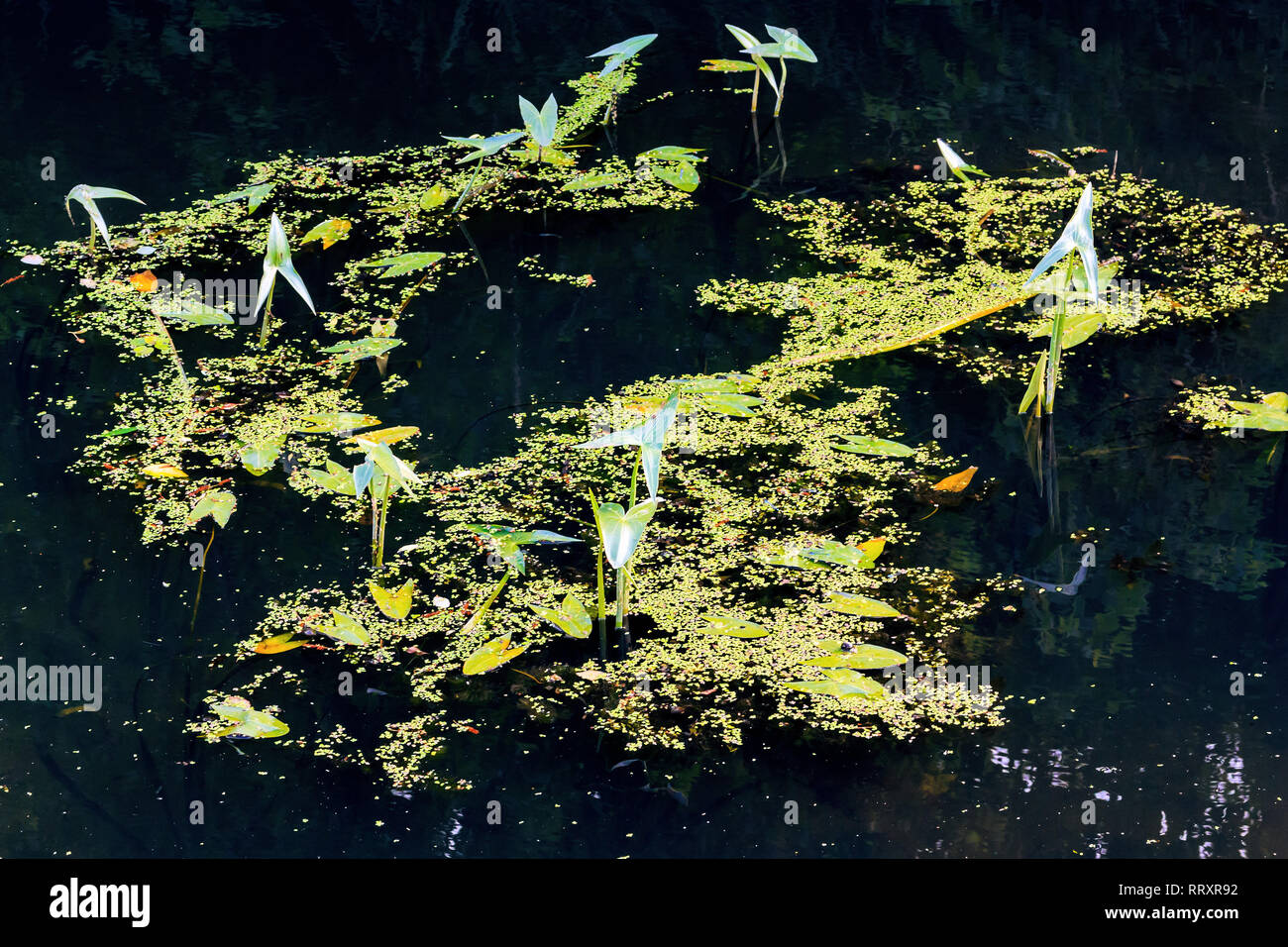 Background of algae on dark water surface Stock Photo - Alamy