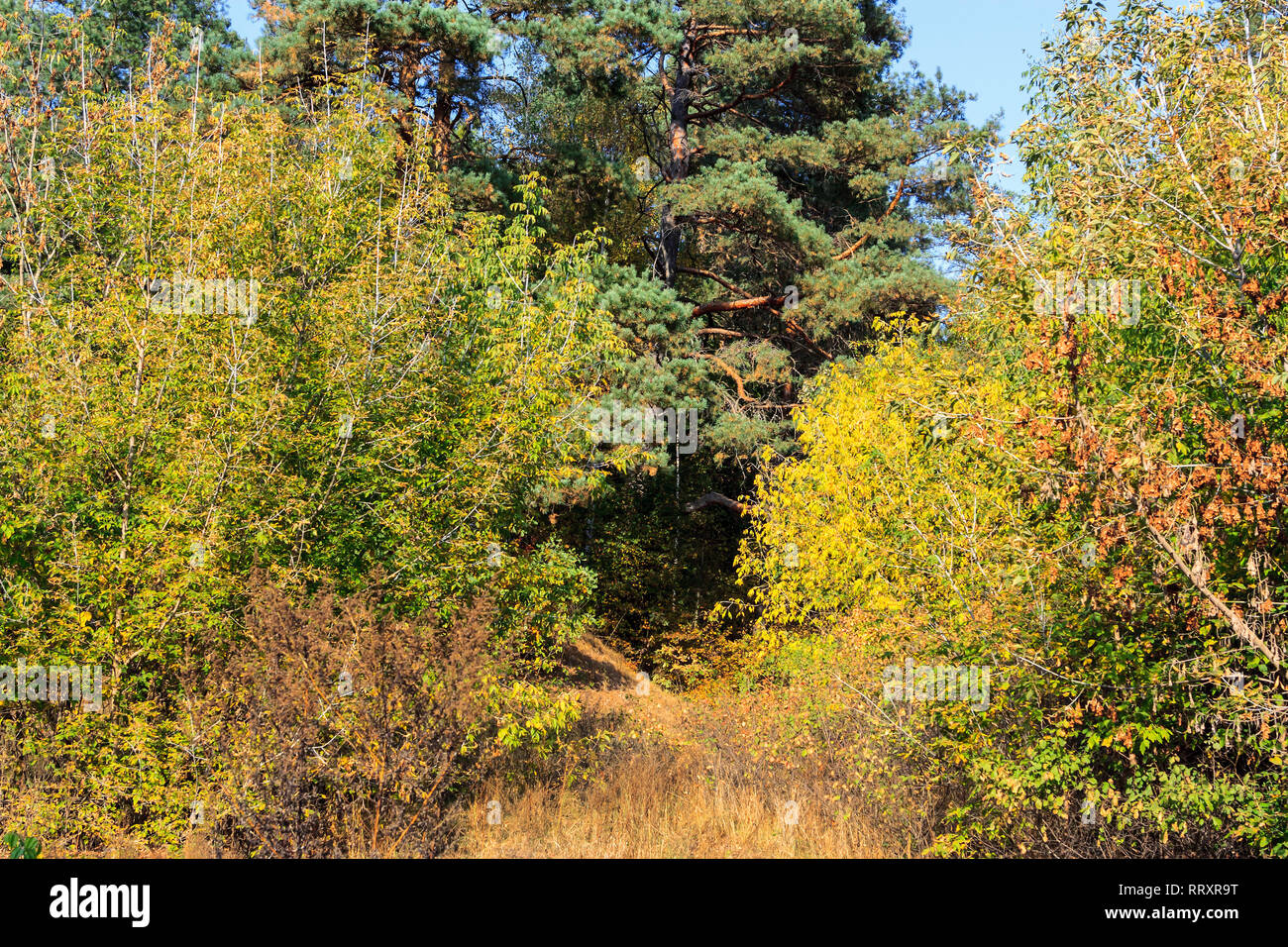 Tangle of trees and bushes hi-res stock photography and images - Alamy