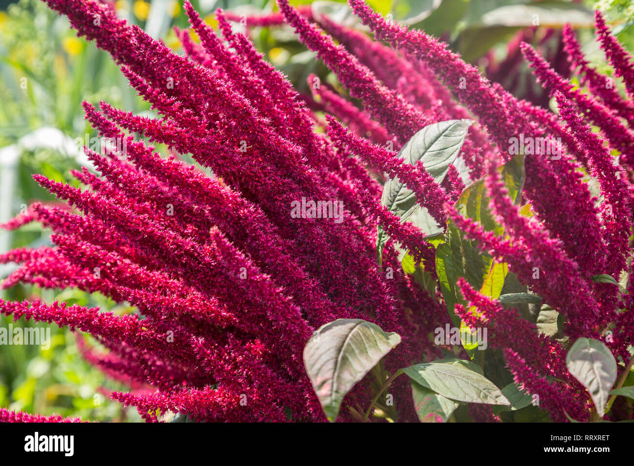 Amaranth is cultivated as leaf vegetables, cereals and ornamental ...