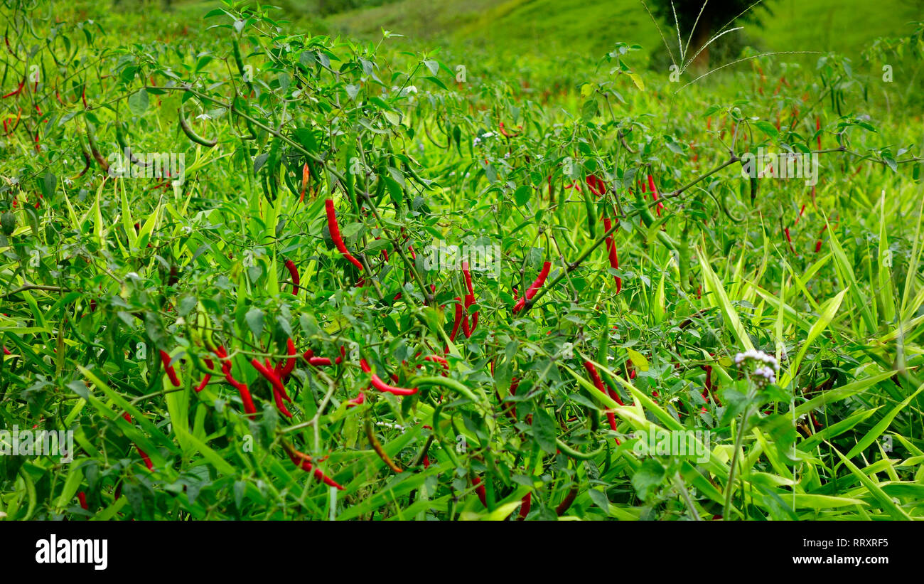 Chili Pepper Plant Myanmar Stock Photo - Alamy