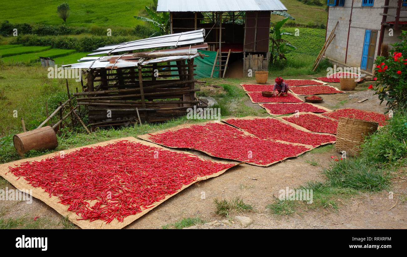 Chili pepper field hi-res stock photography and images - Alamy