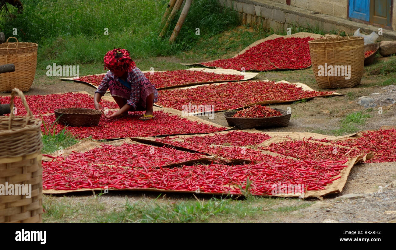 Chili Pepper Plant Myanmar Stock Photo - Alamy