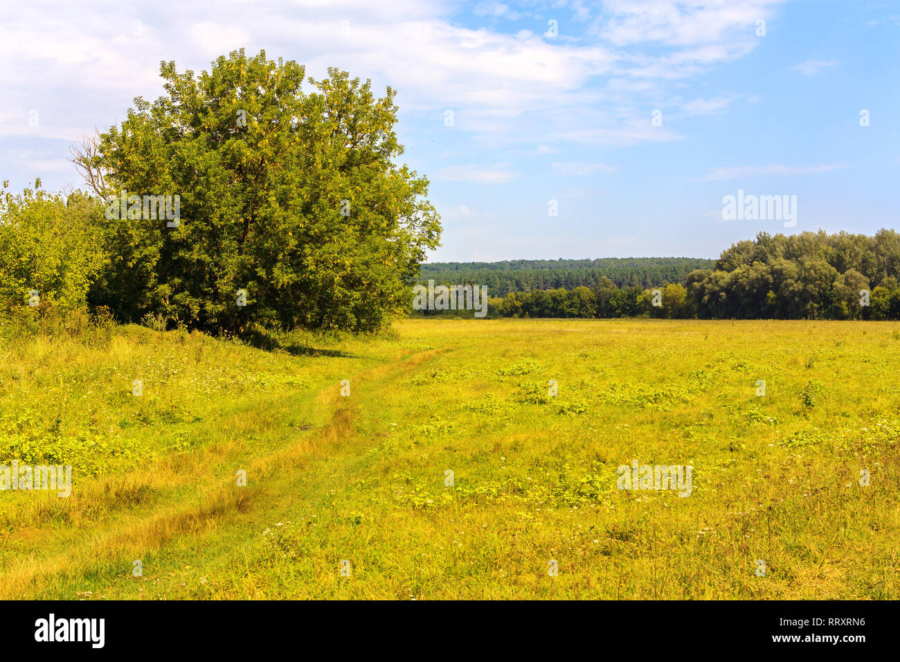 Summer landscape with trees and meadow Stock Photo - Alamy