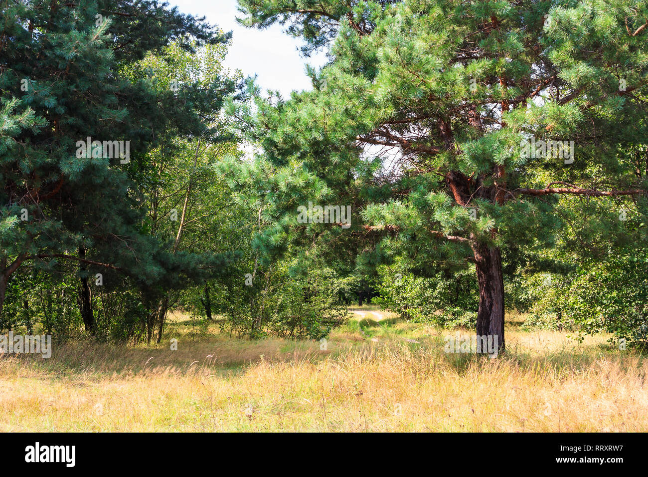 Glade landscape hi-res stock photography and images - Alamy