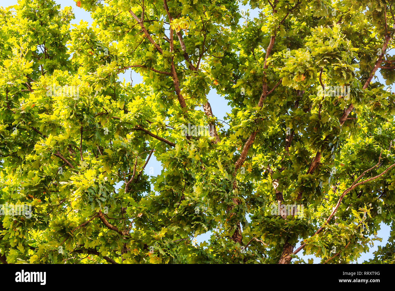 Landscape with oak sunny branches background Stock Photo - Alamy