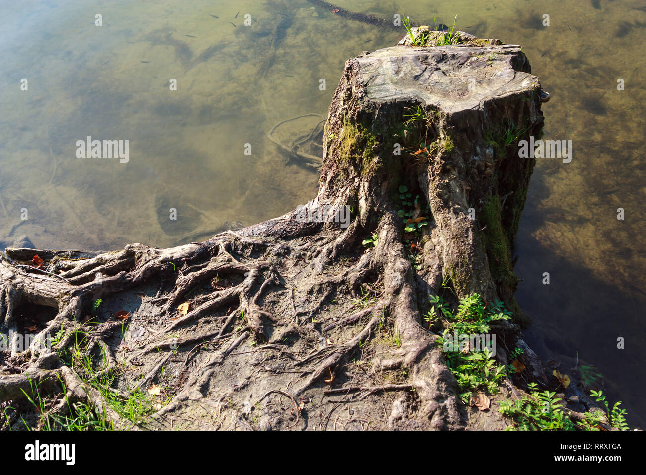 Landscape with coast of lake and stub Stock Photo - Alamy