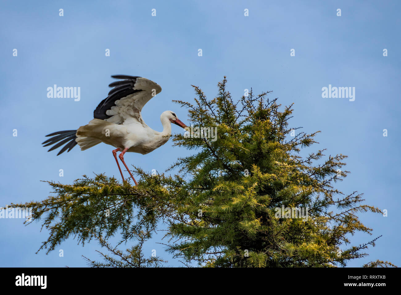 Stork making balance with its wings on the top of a pine Stock Photo ...