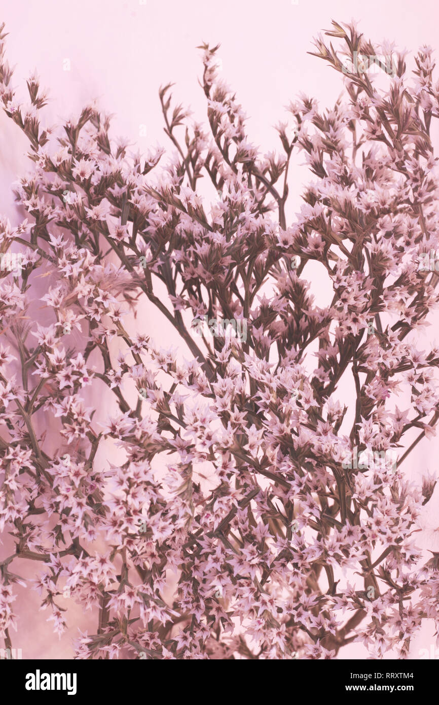 Beautiful Japanese bush aesthetic Stock Photo - Alamy