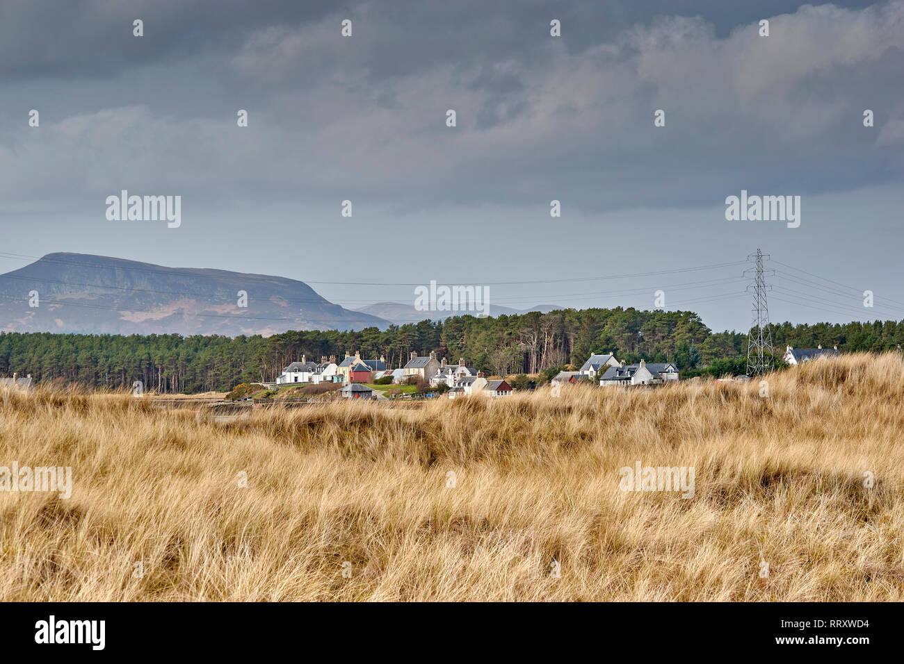 COUL LINKS EMBO SUTHERLAND SCOTLAND THE WILD GRASSES OF THE LINKS AND ...