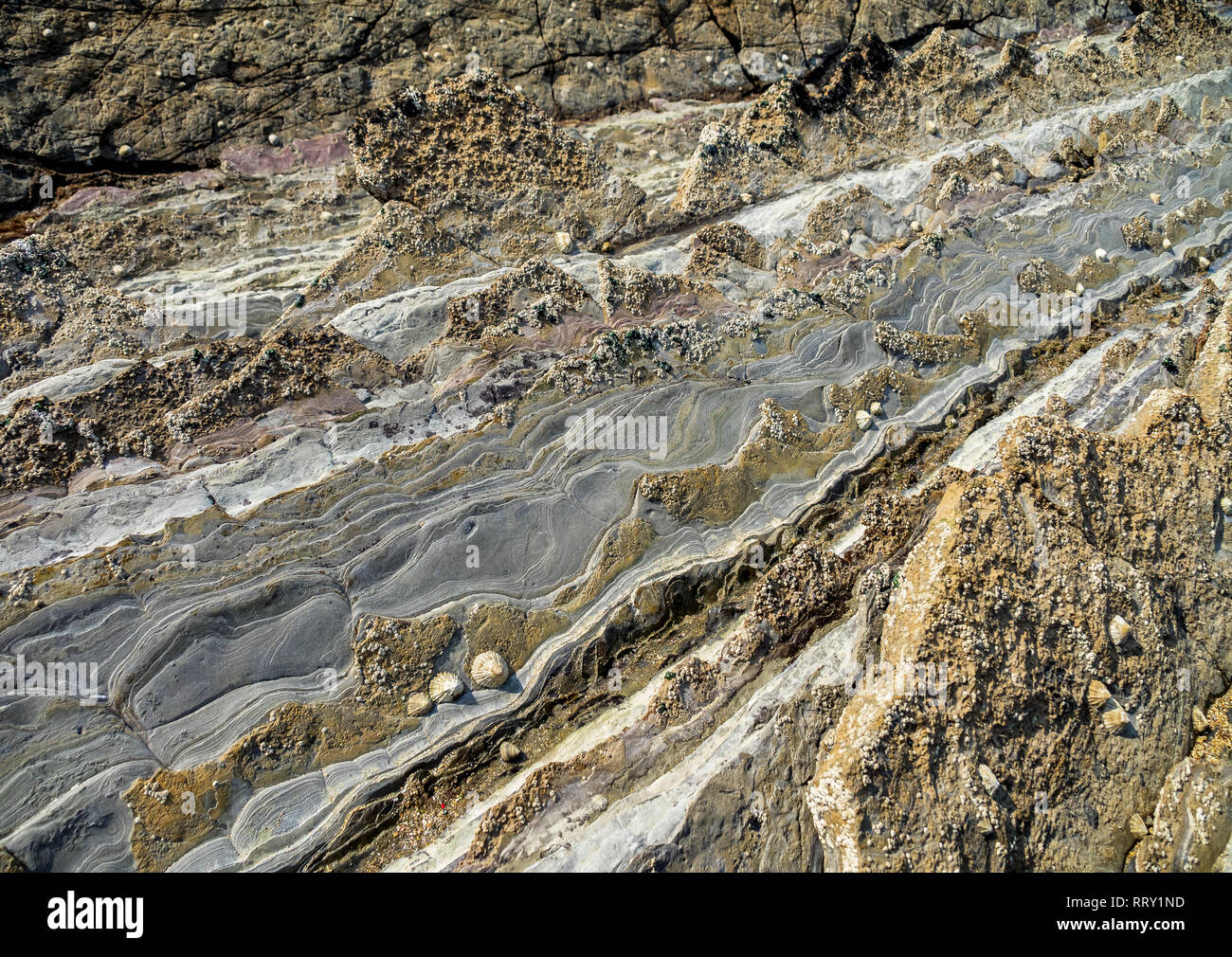 Flysch Coast of Sakoneta, Zumaia, Spain. Flysch is a sequence of ...