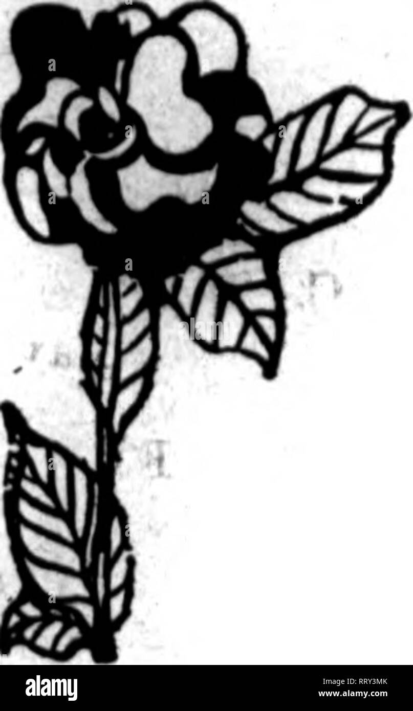 Walter cheesman Black and White Stock Photos & Images - Alamy