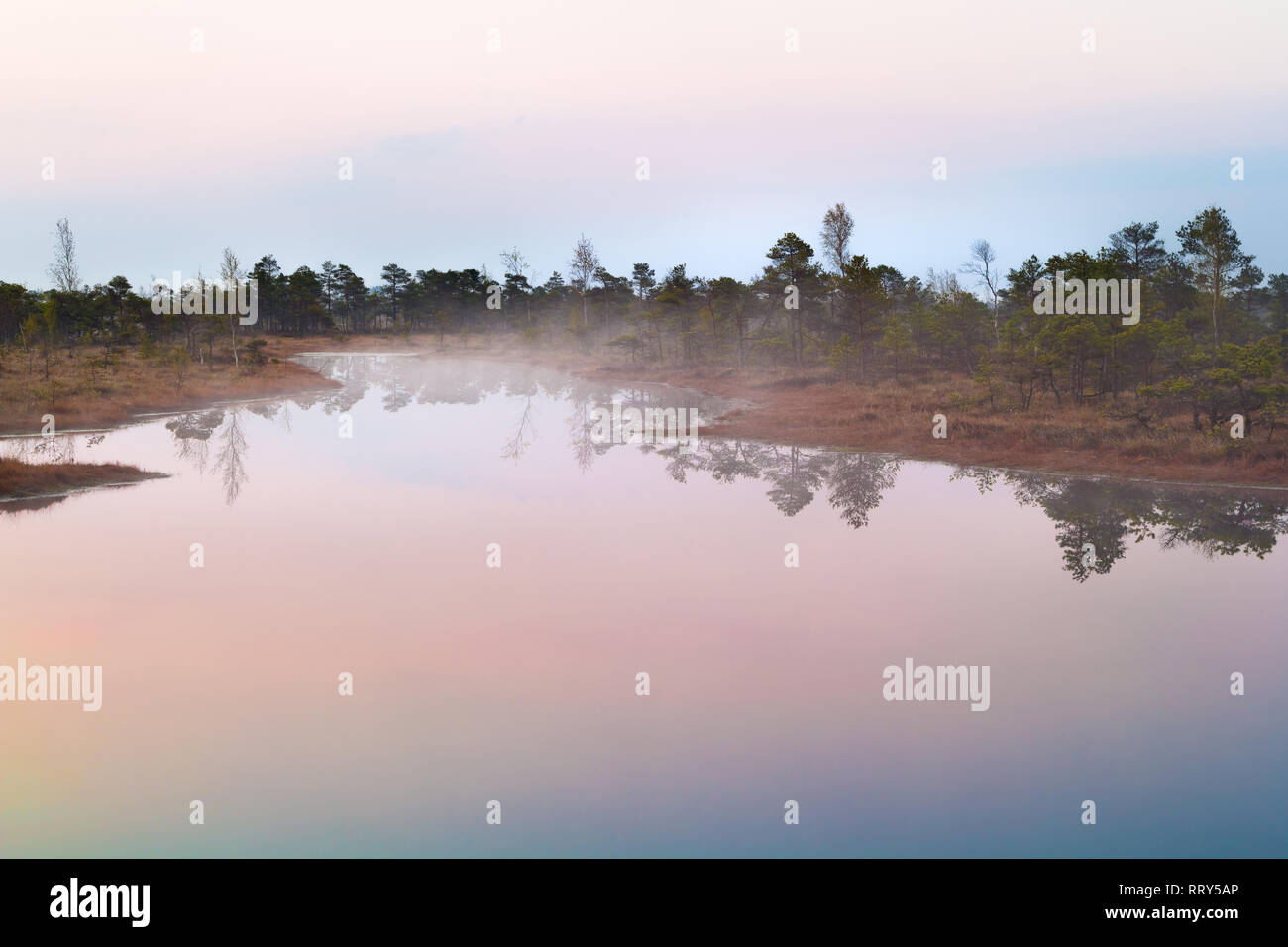 Swamp with morning mist hi-res stock photography and images - Alamy