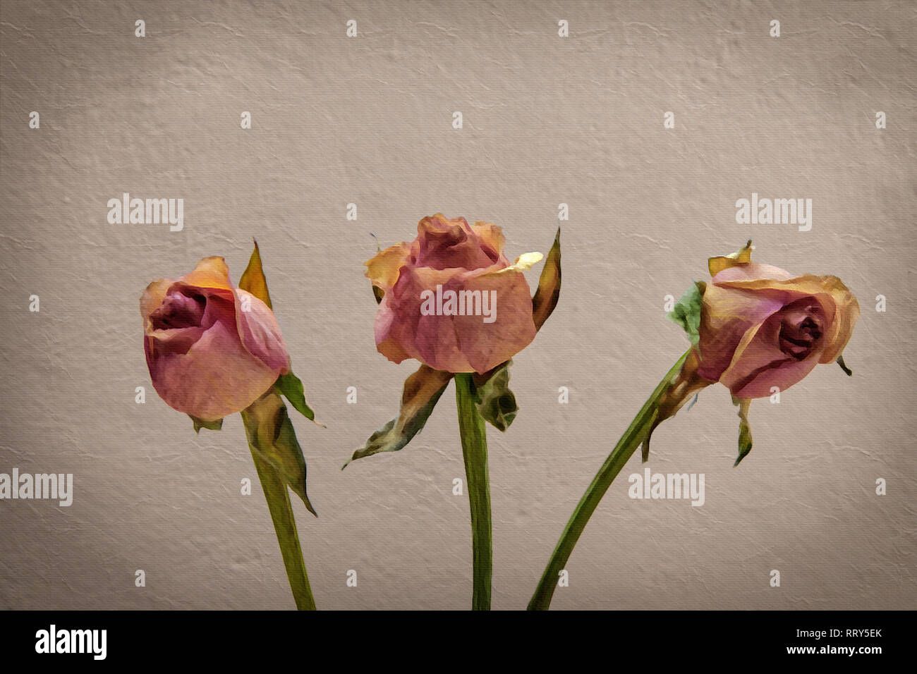 Aging red roses Stock Photo - Alamy