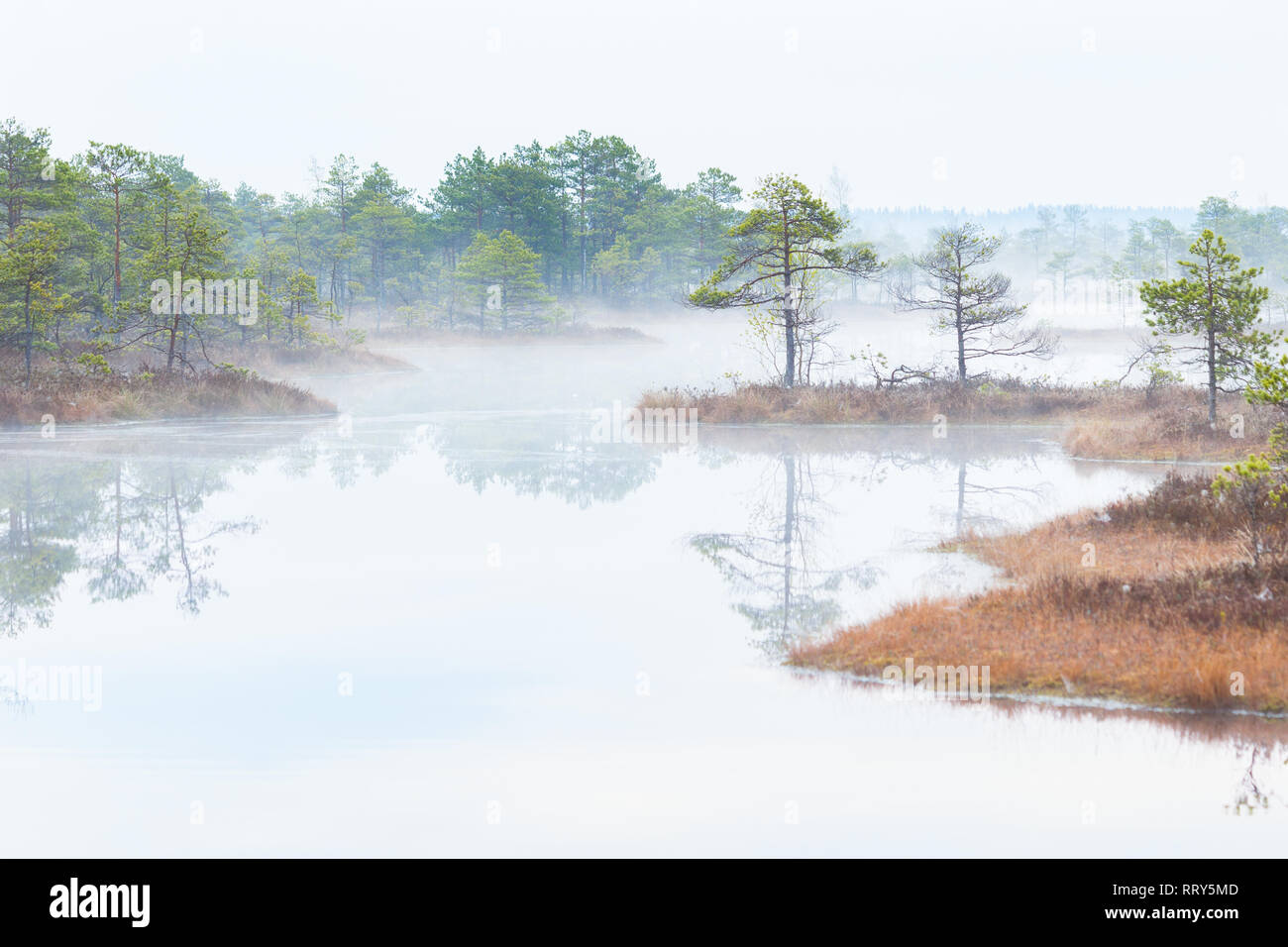 Swamp fog hi-res stock photography and images - Alamy