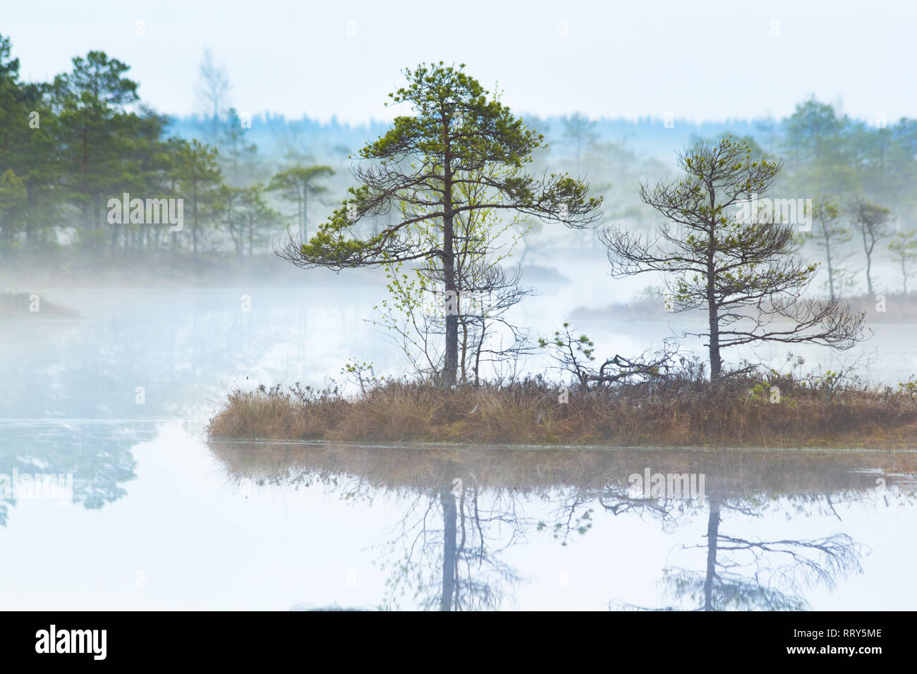 Scenic view of a fogy swamp in a morning Stock Photo - Alamy