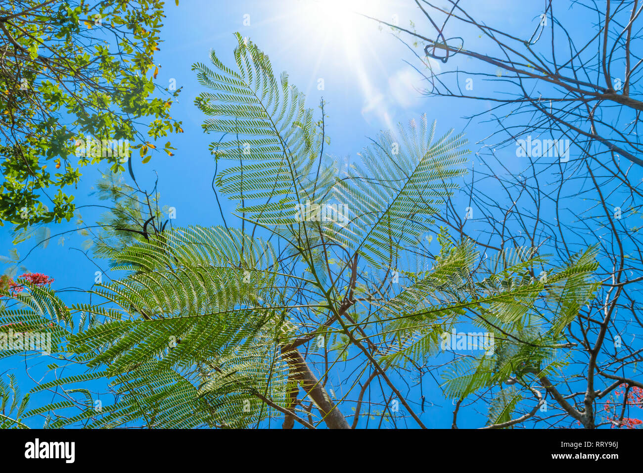 Background of fern looking tropical leaves and trees in front of blue ...