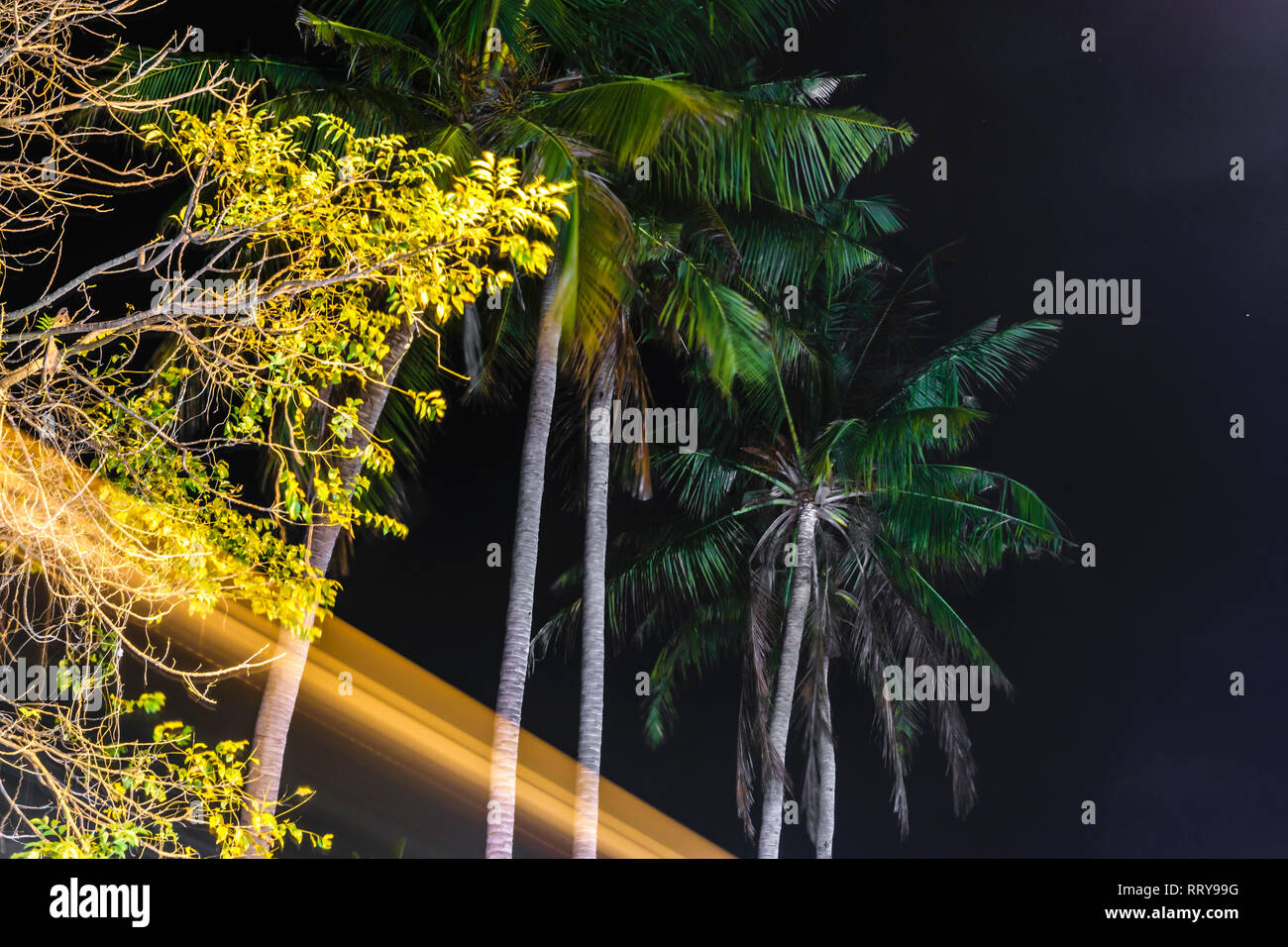Night street view of palm and long exposure traffic lights in Bali ...