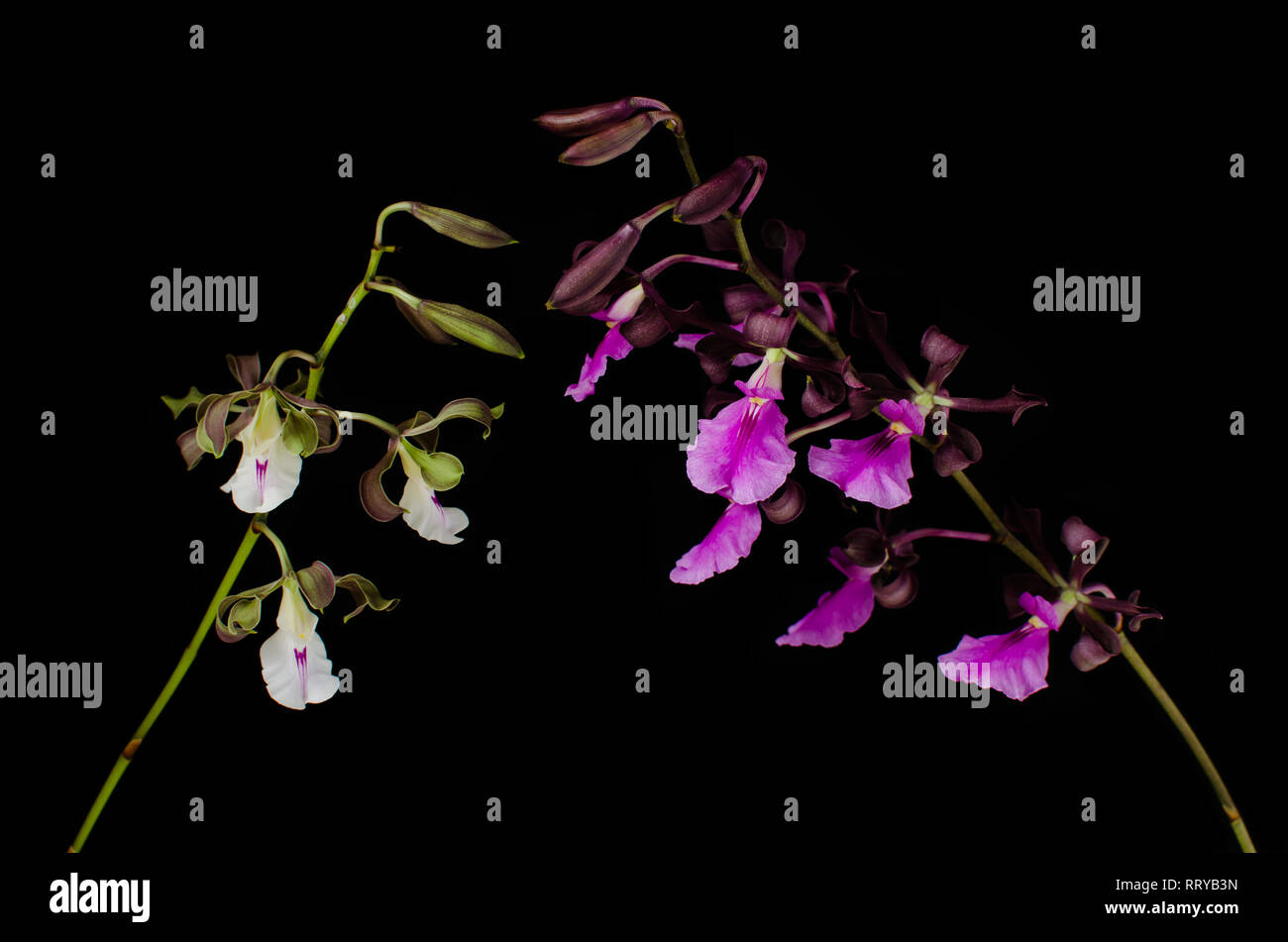 Tropical orchid known as Encyclia cordigera Stock Photo - Alamy